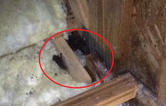 What Do Bat Droppings Look Like